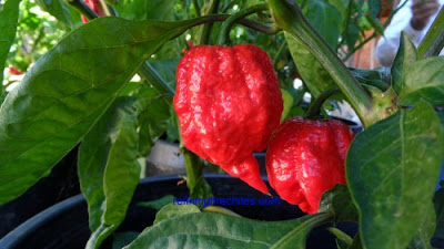 Birds Talking Too: Infinity Chilli