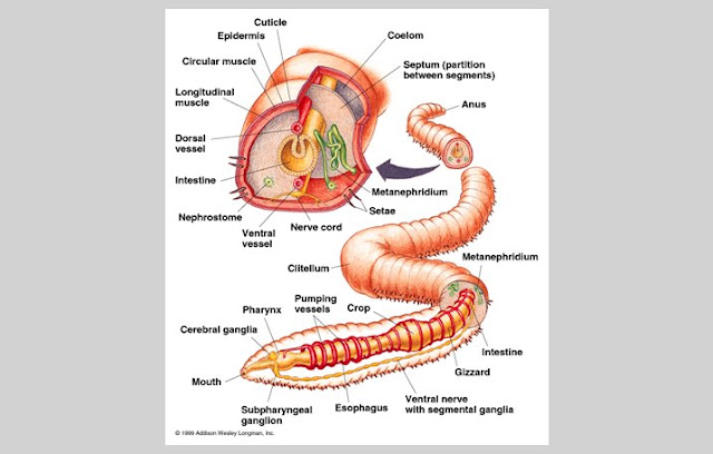Annelida : Pengertian, Ciri, Struktur Tubuh, Klasifikasi - Jegeristik