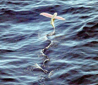 Science Facts: Flying Animals or Gliding Animals