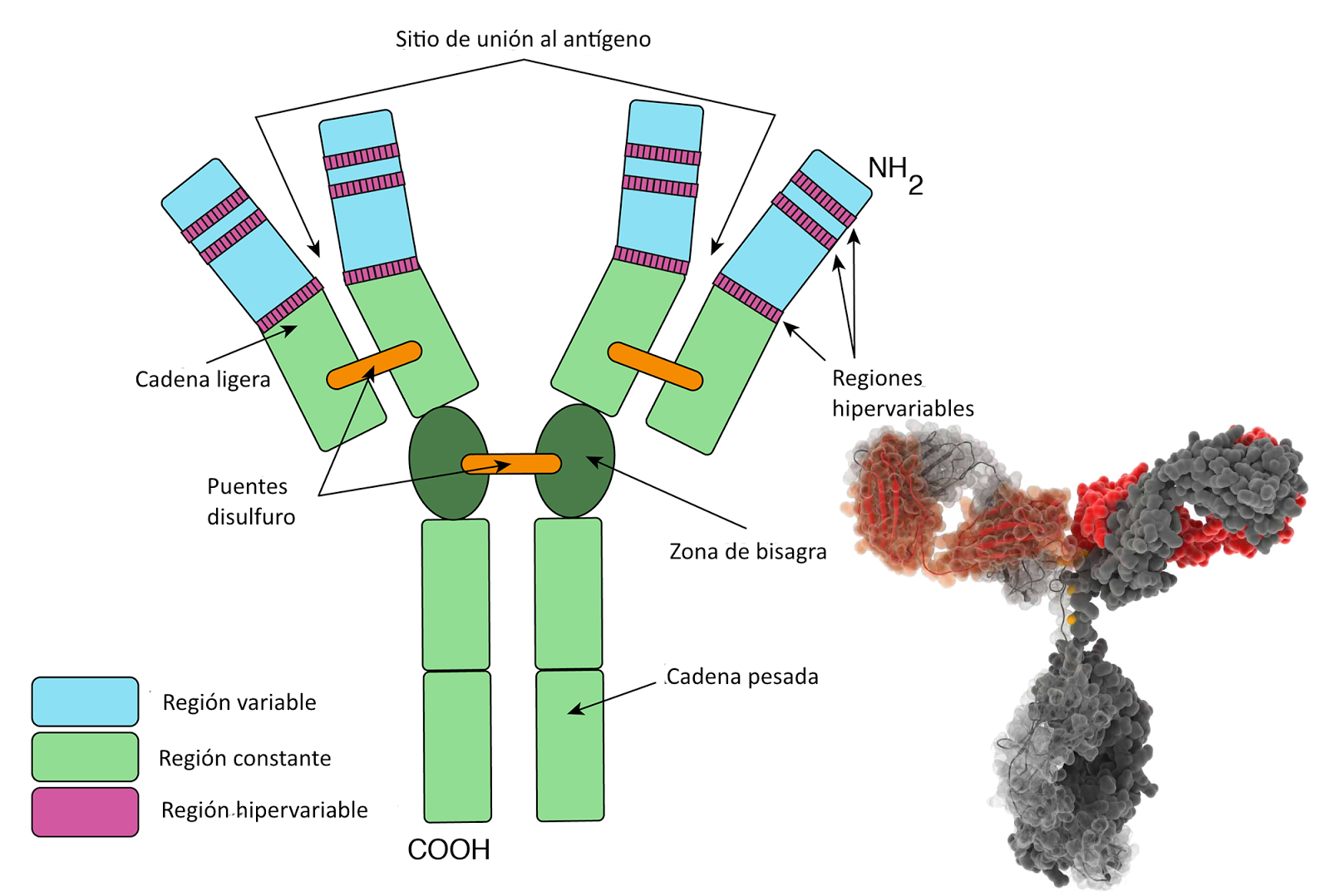B.log.ia 2.0: Sistema inmunitario II