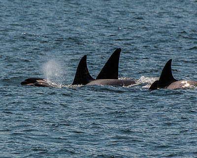 A World Of Creative People: Orca & Dolphin