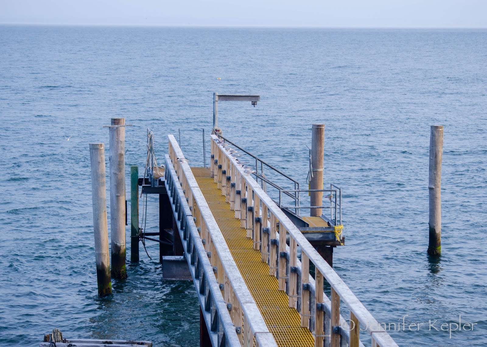 Snapshots of Nature: Great Gull Island: Part 1, the Island!