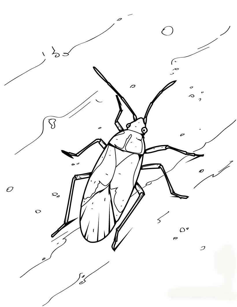 Insect Body Parts Coloring Page Coloring Pages