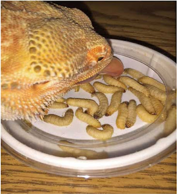 Retired--Now What?: Plastic-Eating Insects Addendum