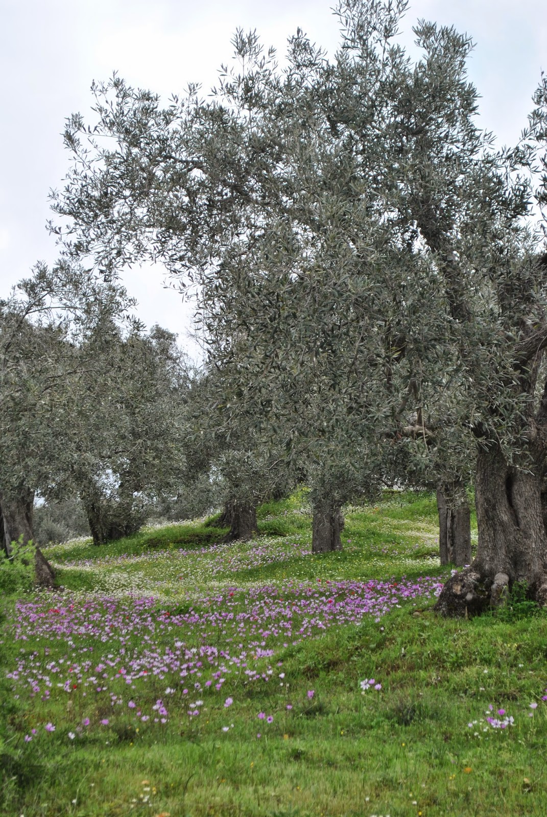 Ελια, του ηλιου η θυγατερα