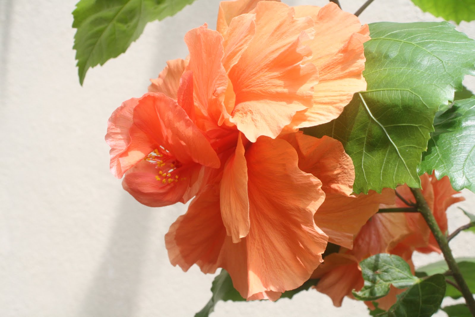 BUNGA RAYA BARU TAHUN INI.