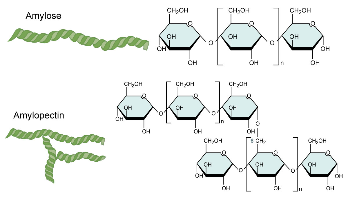 DINH DƯỠNG KHOA HỌC: #14: Carbohydrate = Glucid = Đường bột (phần 2 ...