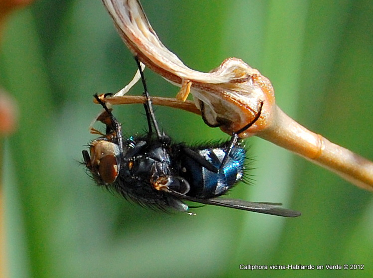 Hablando en verde: junio 2012