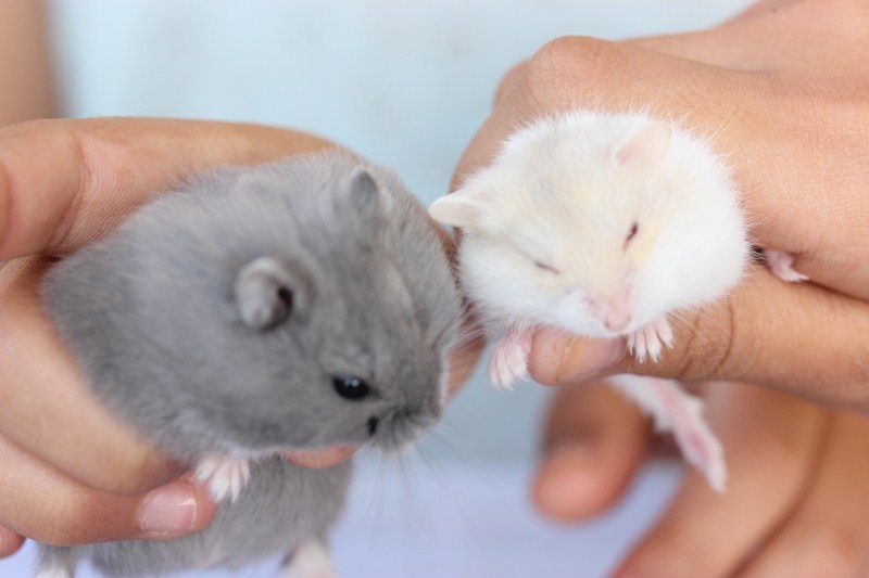Campbell Blue ( Hamster Gallery ) | Jual Peralatan , Perlengkapan , dan ...