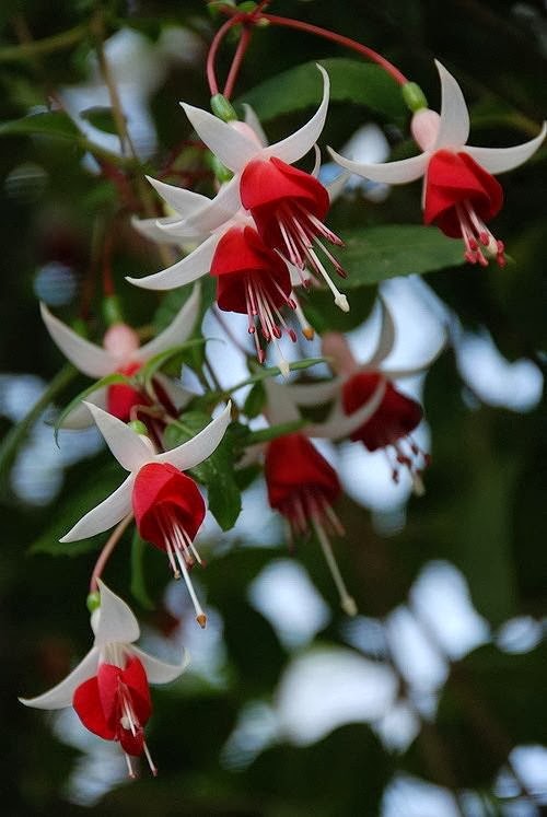 How to grow Fuchsia ~ Stunning nature