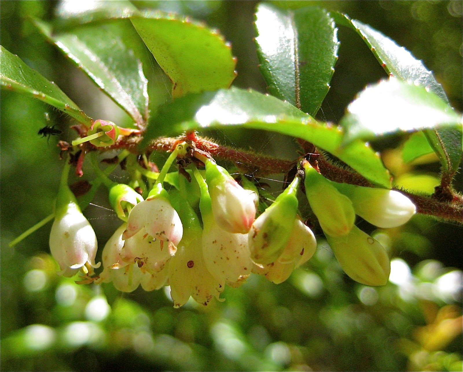The Beauty of Nature: Huckleberries!
