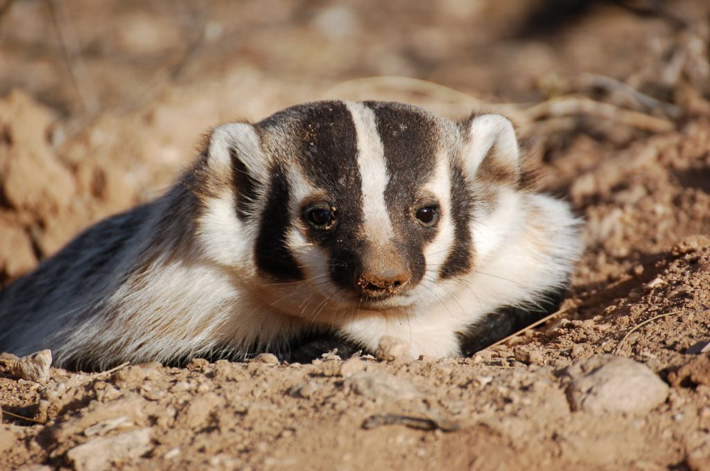 Your Daily Dose of Sabino Canyon: April 2011
