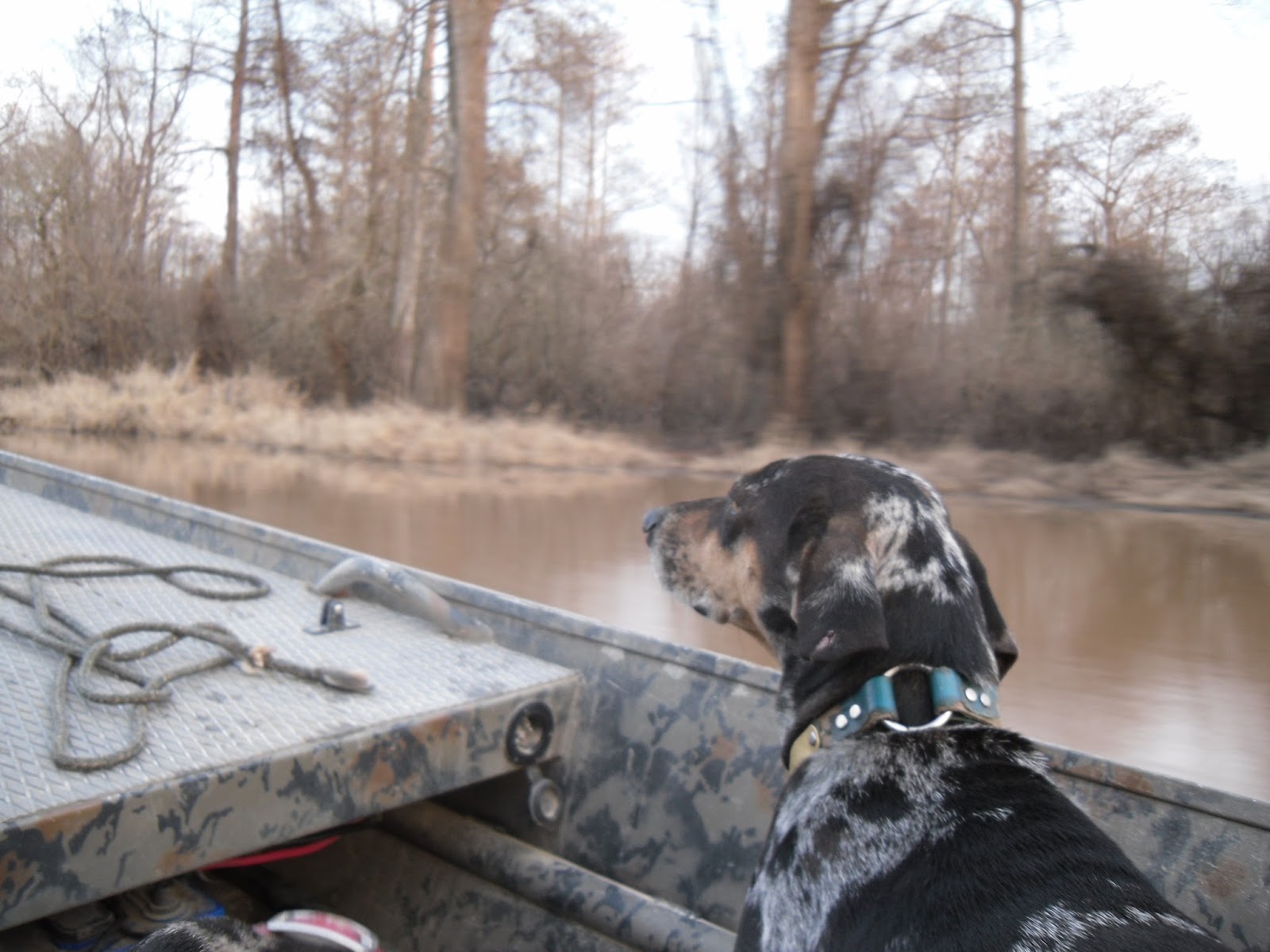 The Catahoula Hog Dog: Why Do Catahoulas Hunt For Some People and NOT ...