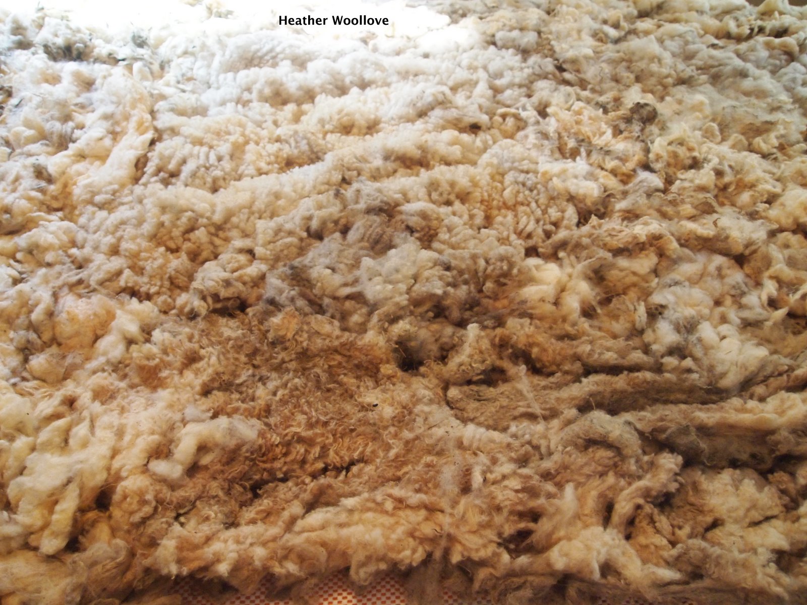 Wool love-functional fiber art: Raw Fleece Rug Redux- Part 1 of 2