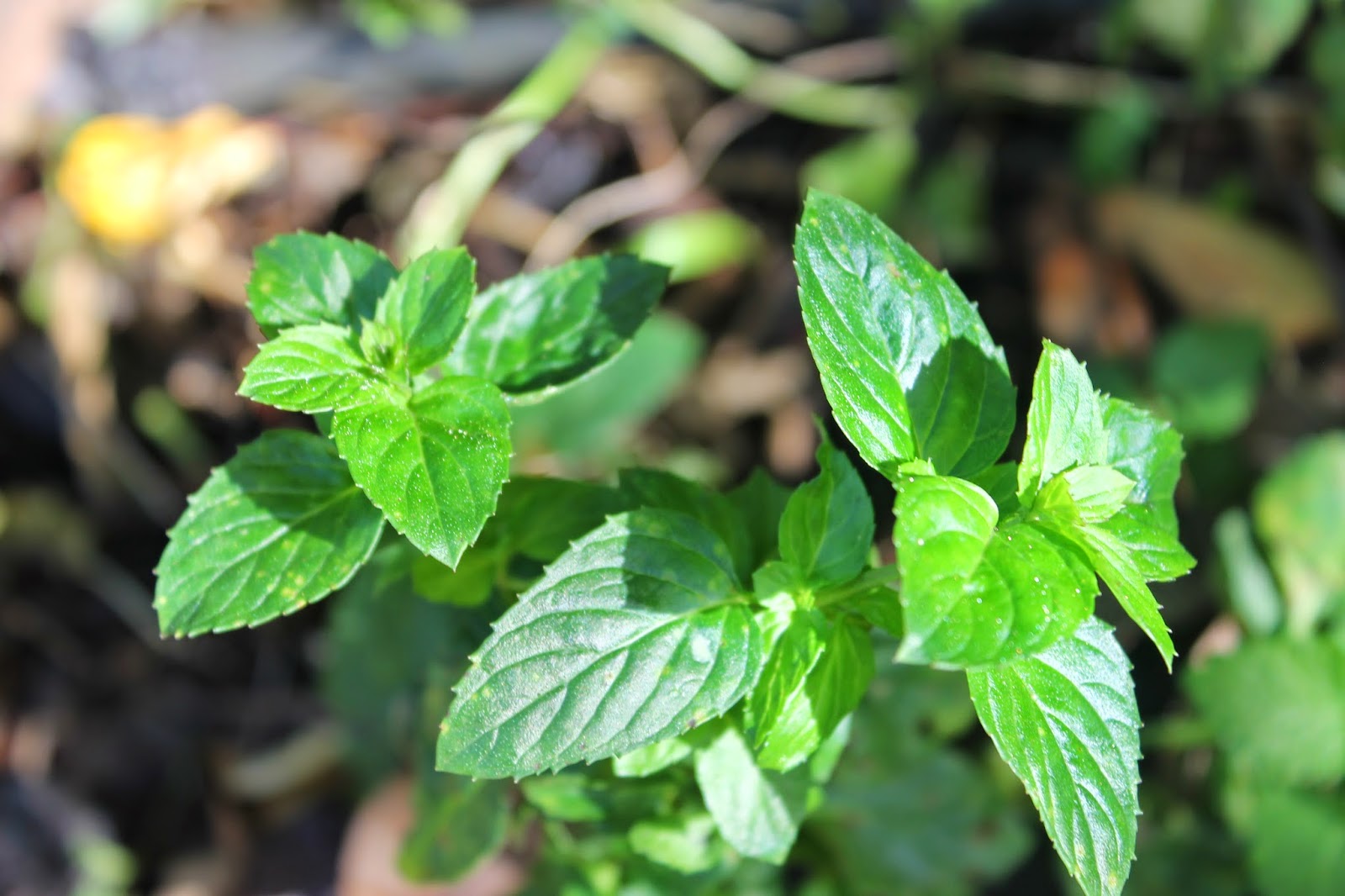 Aromatic herbs in A Quintinha das Ervas by Esmeralda Meneses: MENTAS