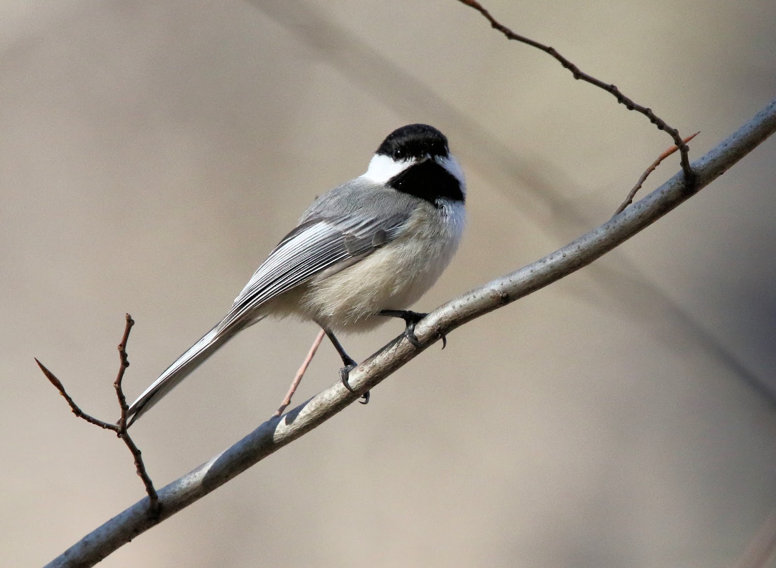 Birds from Behind : ...for Al Batt...