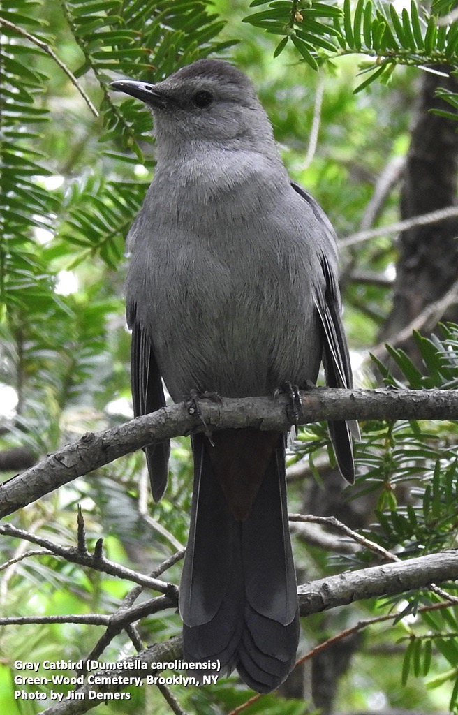 The City Birder: Migration Heats Up