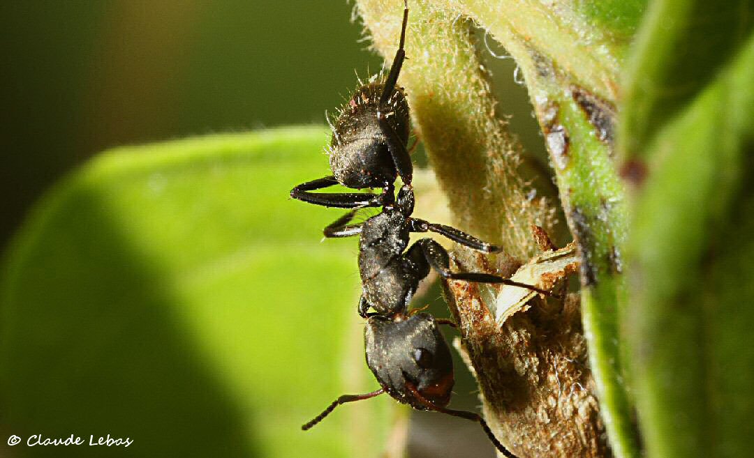 fourmis de Cuba- Hormigas de Cuba- Ants of Cuba: Camponotus gilviventris
