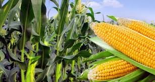 Acara 5, Pengenalan Tanaman Semusim