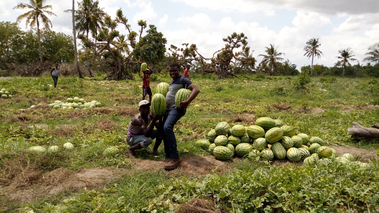 Kangetakilimo: KILIMO CHA MATIKITI MAJI NA KANGETAKILIMO
