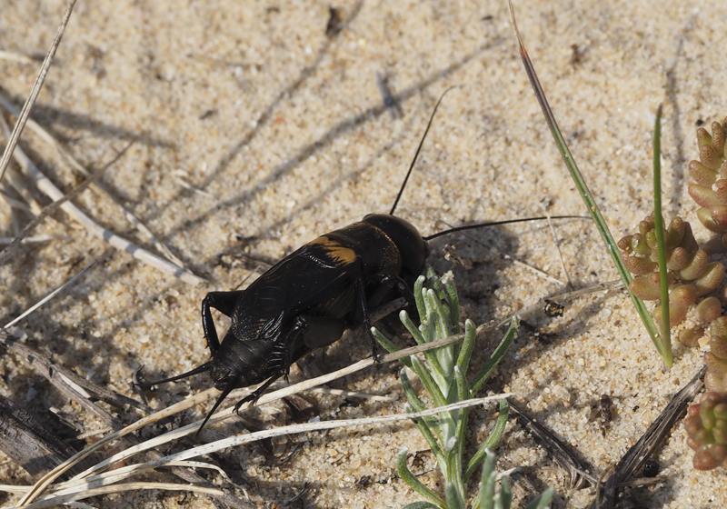 Paseos por la naturaleza: Gryllus campestris Grillo común