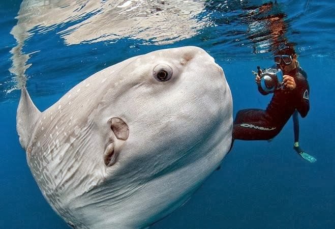 Ocean Sunfish - Fishes World - HD Images & Free Photos