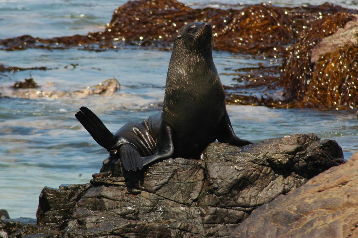 ANPP Animales y Plantas de Perú: Lobo Marino Peruano - Arctophoca australis