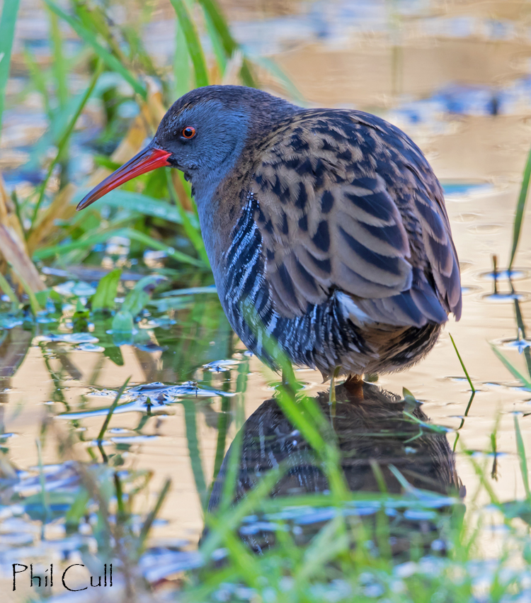 Phil Cull Wildlife Photography: 2017