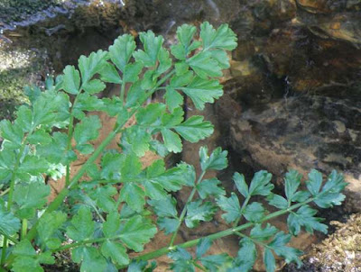 Garfadas on line: A rabaça, uma planta venenosa