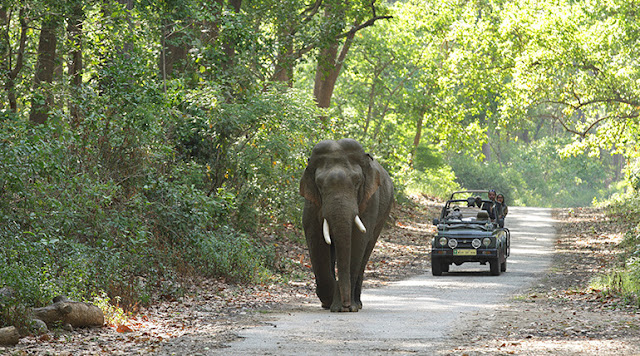 Wildlife Tours in India | Jungle Safari Booking | Best Jungle Resorts ...