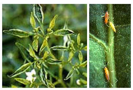 Beberapa Hama Utama Pada Tanaman Cabe - Panduan Teknis Budidaya