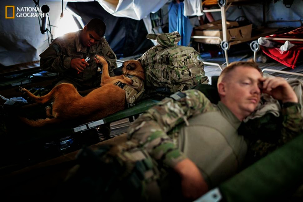 National Geographic destaca a los perros militares que son utilizados ...