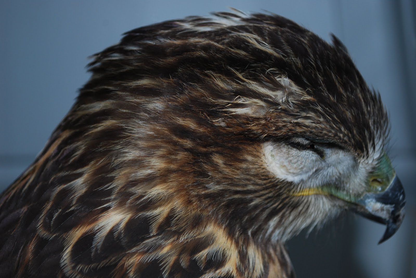 our Uncity life: And Now.... I Have Saved A Hawk {good grief!!}