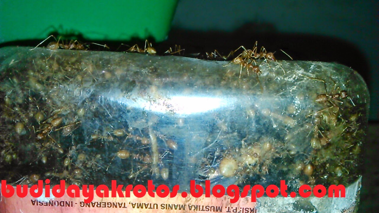 Tahukan Kita Ratu Semut Rangrang Bisa Lahir dari Telur Semut Pekerja ...