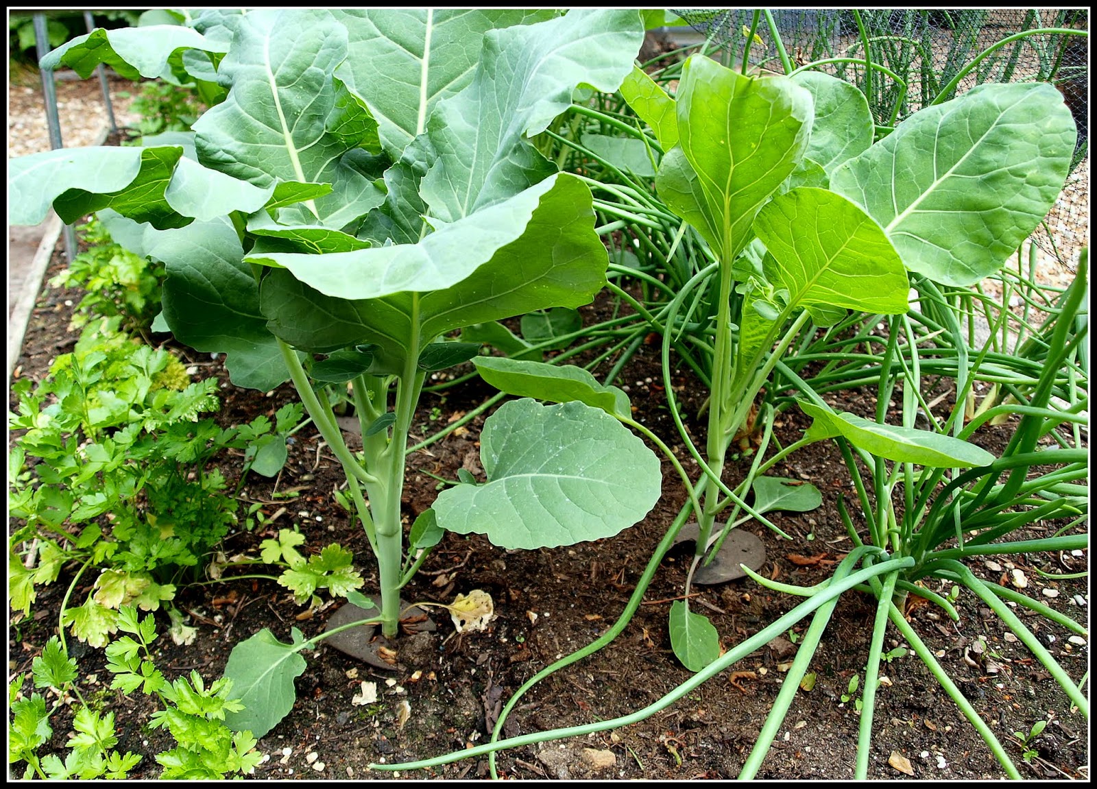 Mark's Veg Plot: Summer Broccoli "Tenderstem"