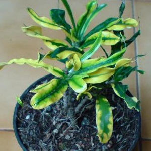 Tanaman Puring (Codiaeum variegatum) - Ganesha Flora Bali