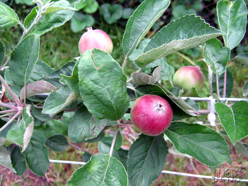 Romanian Stamp News: Din grădina fermecată