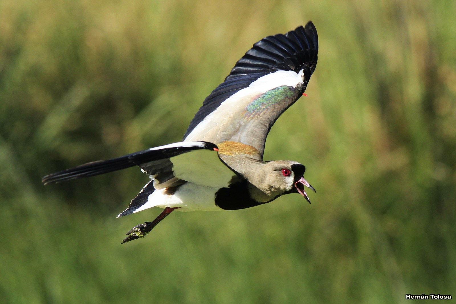 Aves de Argentina: Tero en vuelo