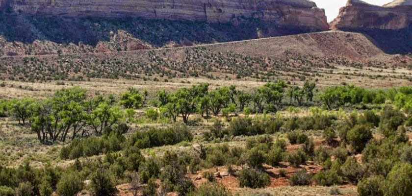 Utah Birding Spots: Comb Wash