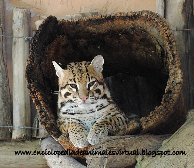 Fichas de Animales: Ocelote