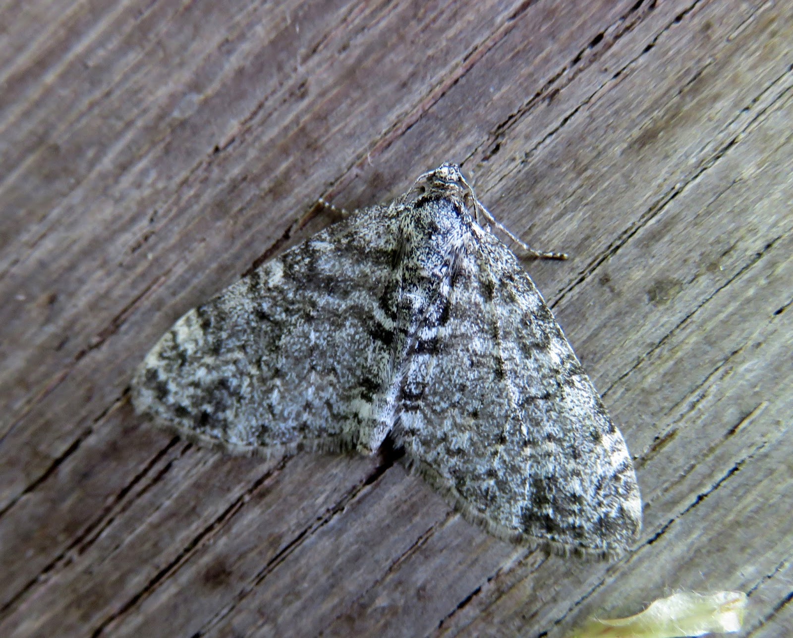 MERSEA WILDLIFE: BLACK-HEADEDS JOIN AVOCETS