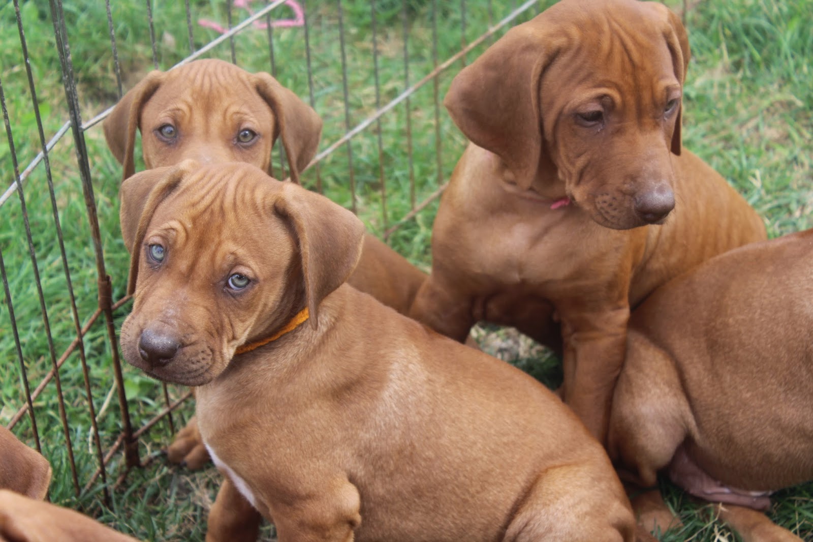 MR Ridgebacks