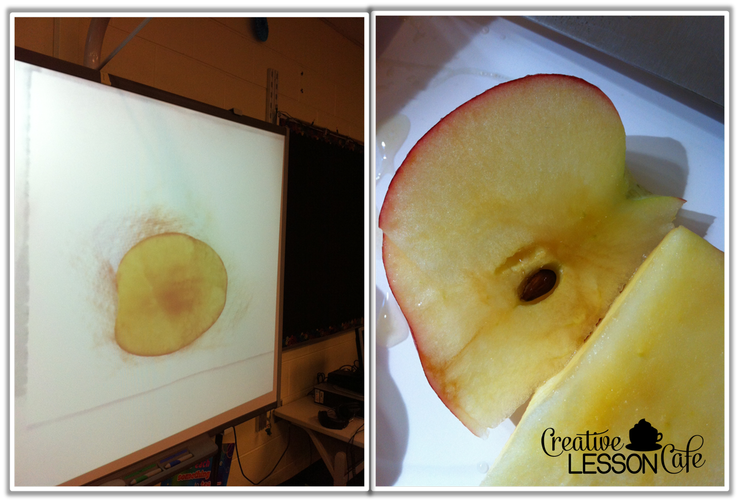 Creative Lesson Cafe: Apple Experiment~ Simple Second Grade Science Fun!