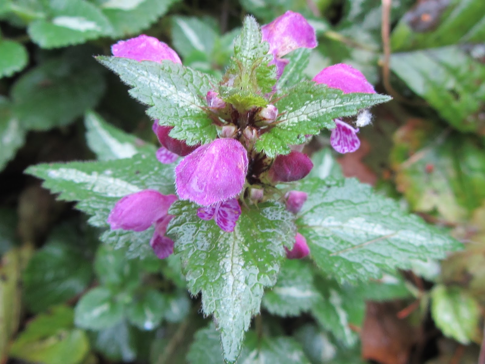 Jan Wilde een Tuin: PLANT VAN DE MAAND NOVEMBER IS DEZE KEER LAMIUM ...