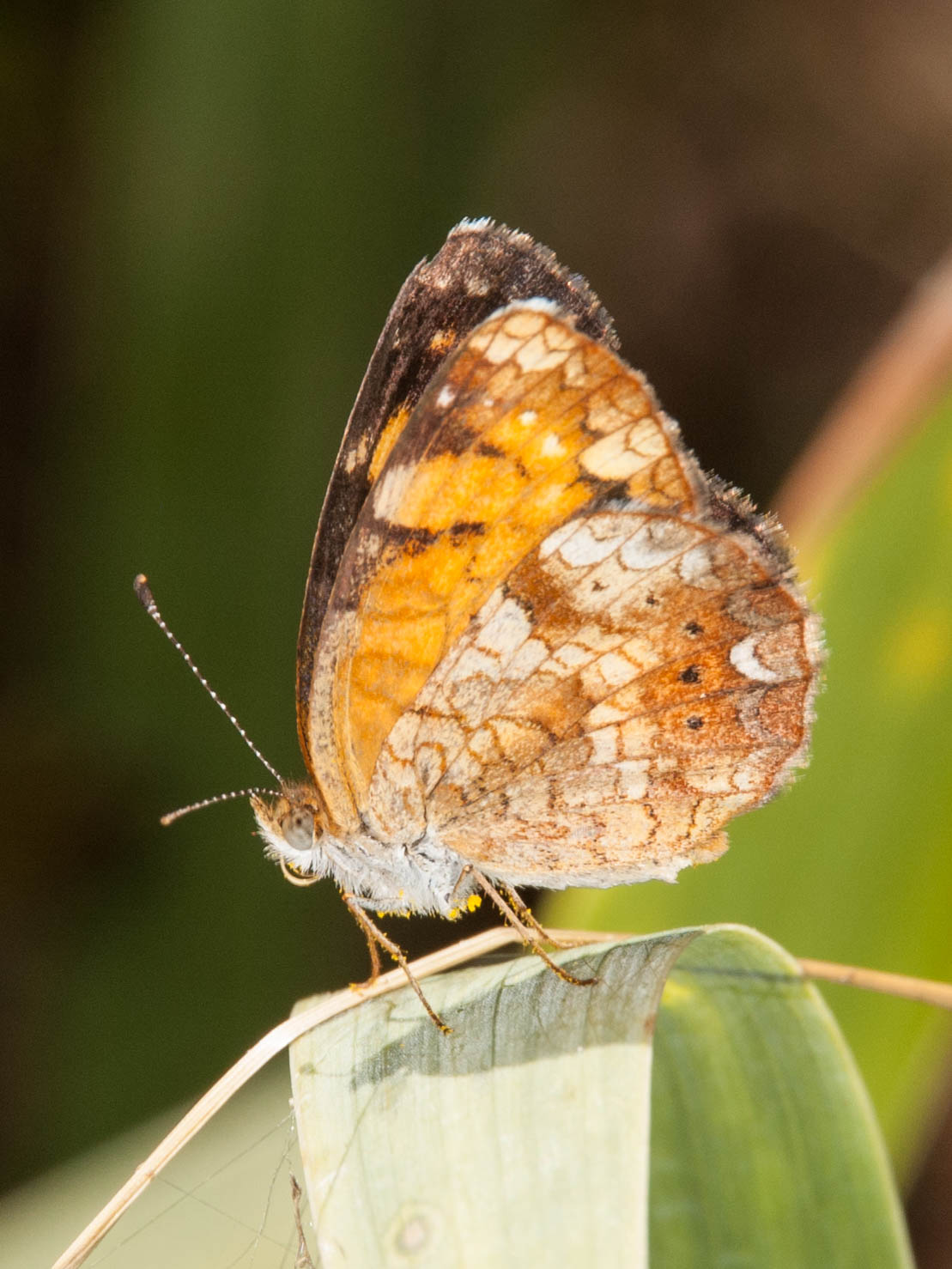 Champlain Islands' Nature: Pearl Crescent Butterfly