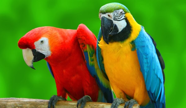 zooanimal: perroquet.