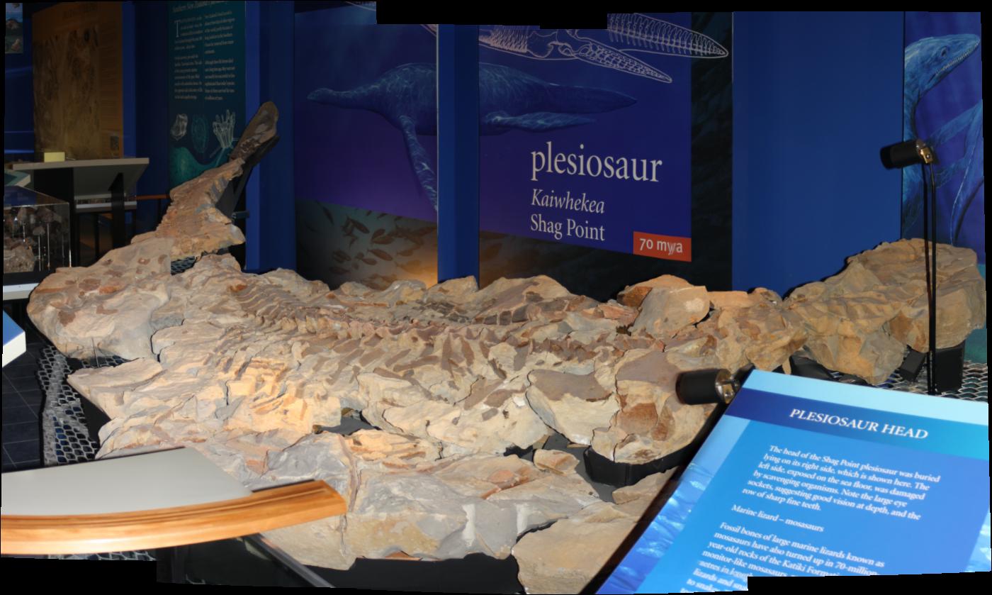 The Coastal Paleontologist: Visit to the Otago Museum