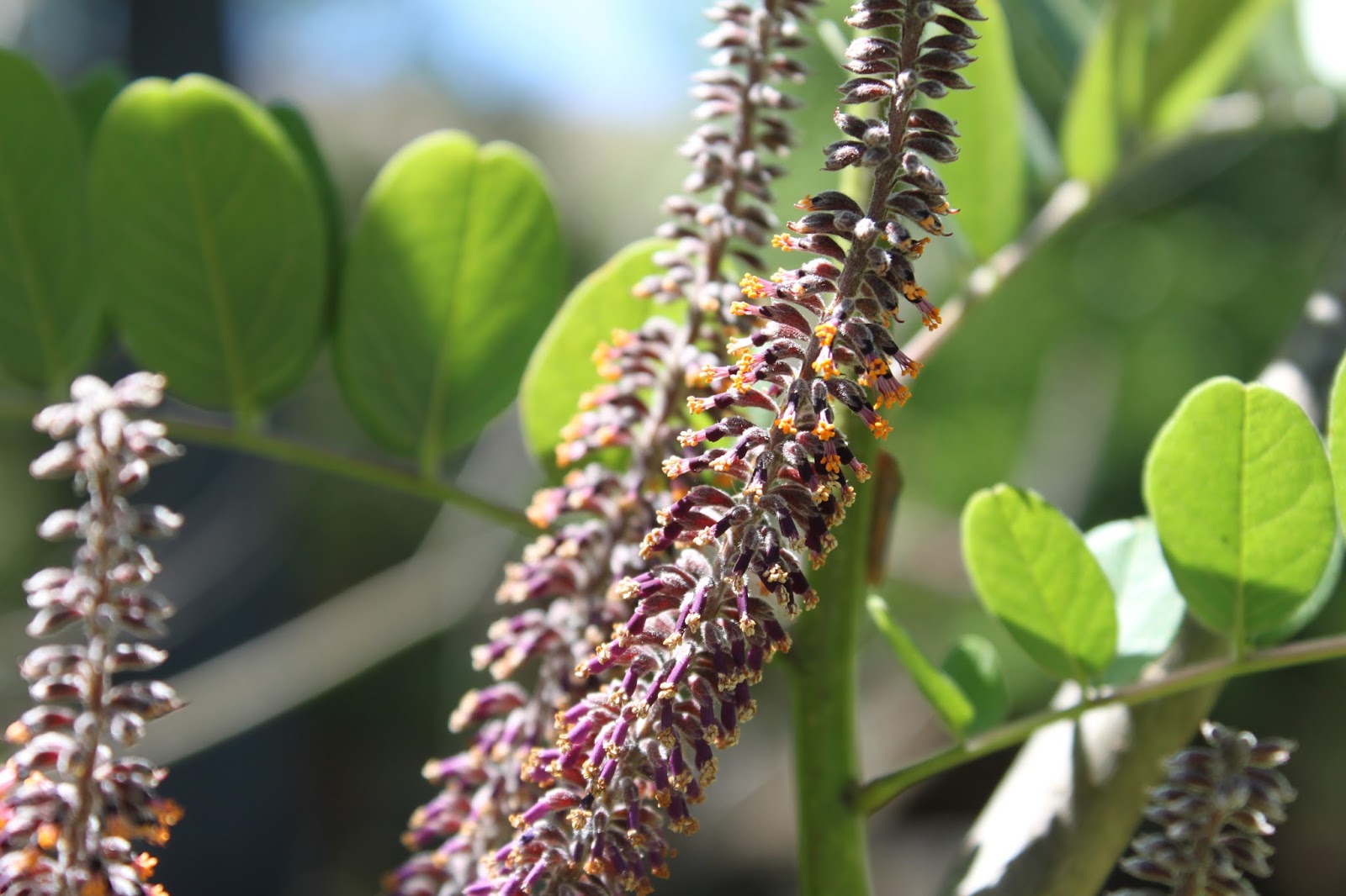 Centenary College Arboretum: What's in Bloom?