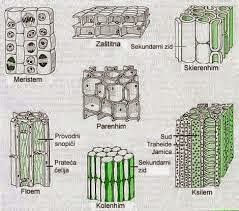 Biologija u nastavi: BILJNA TKIVA