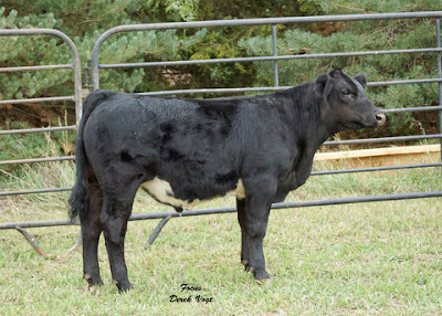 Skinner Cattle Co: Smilin Bob Calves for Sale at Shaver Cattle Sale on ...